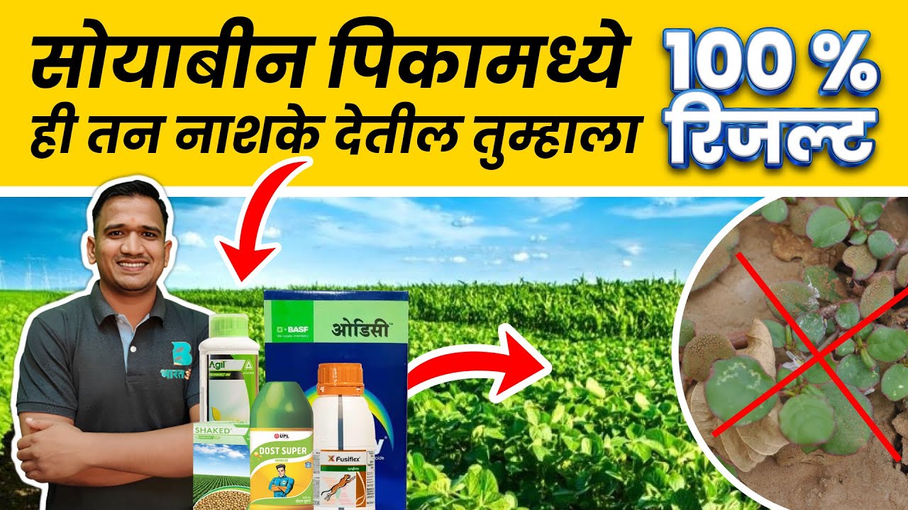 सोयाबीन तन नाशक कोणते वापरावे | soybean tan nashak fawarni | soybean ...