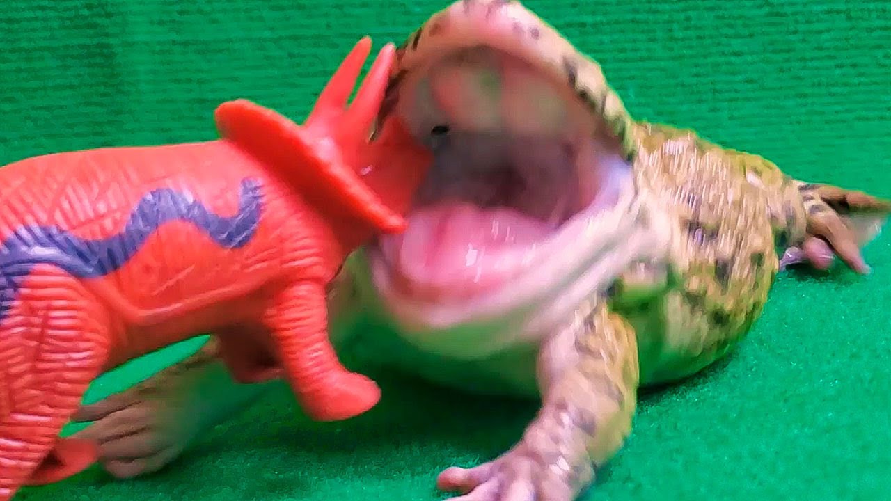 Cute Frog Angry at Red Dinosaur! Funny bullfrog sounds - YouTube