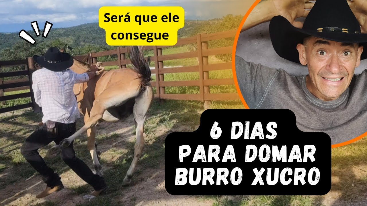 DOMA DE BURRO XUCRO EM 6 DIAS. CONSULTORIA EM DAVINÓPOLIS - GO. FAMÍLIA ...