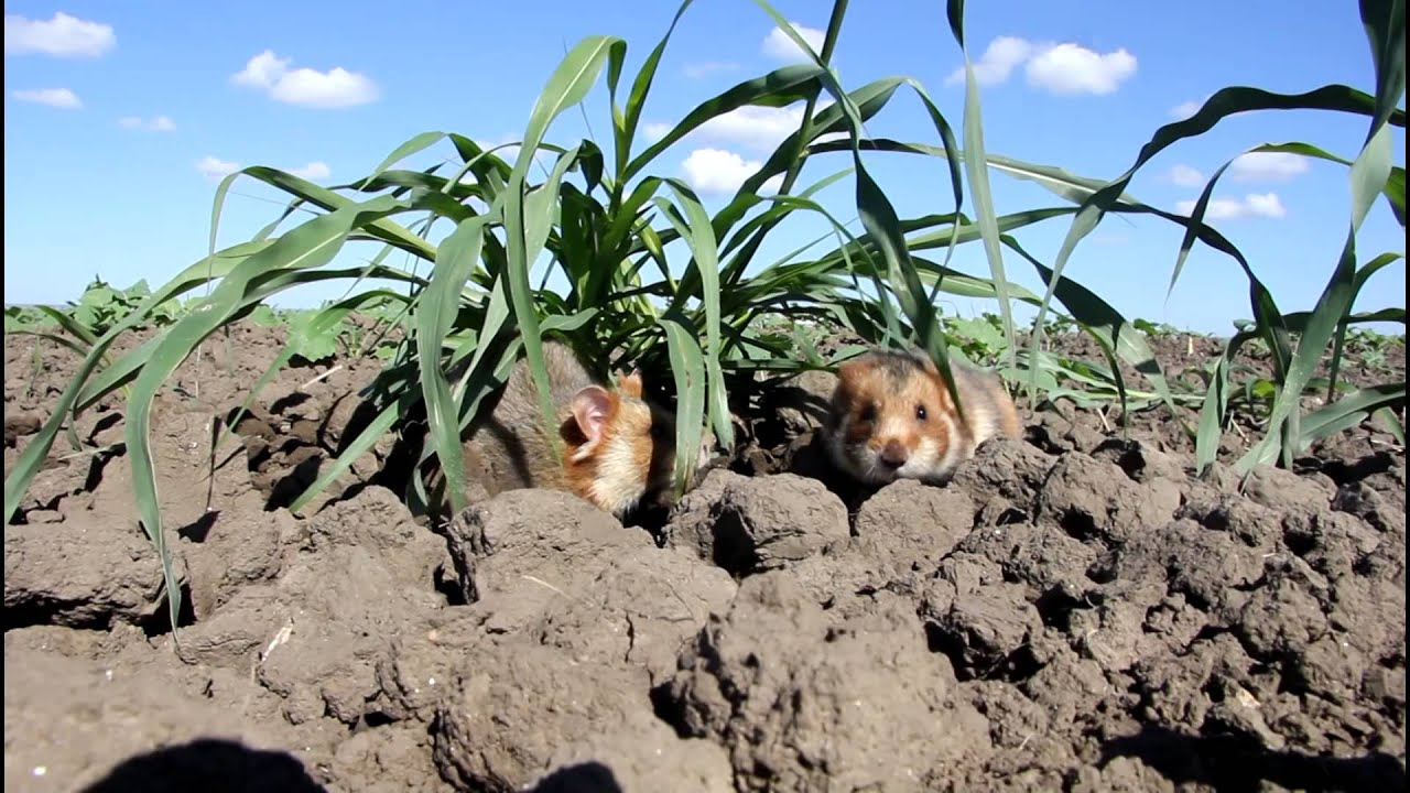 Hörcsög Hamster Harciog Hrcak Chomik Cricetus - YouTube