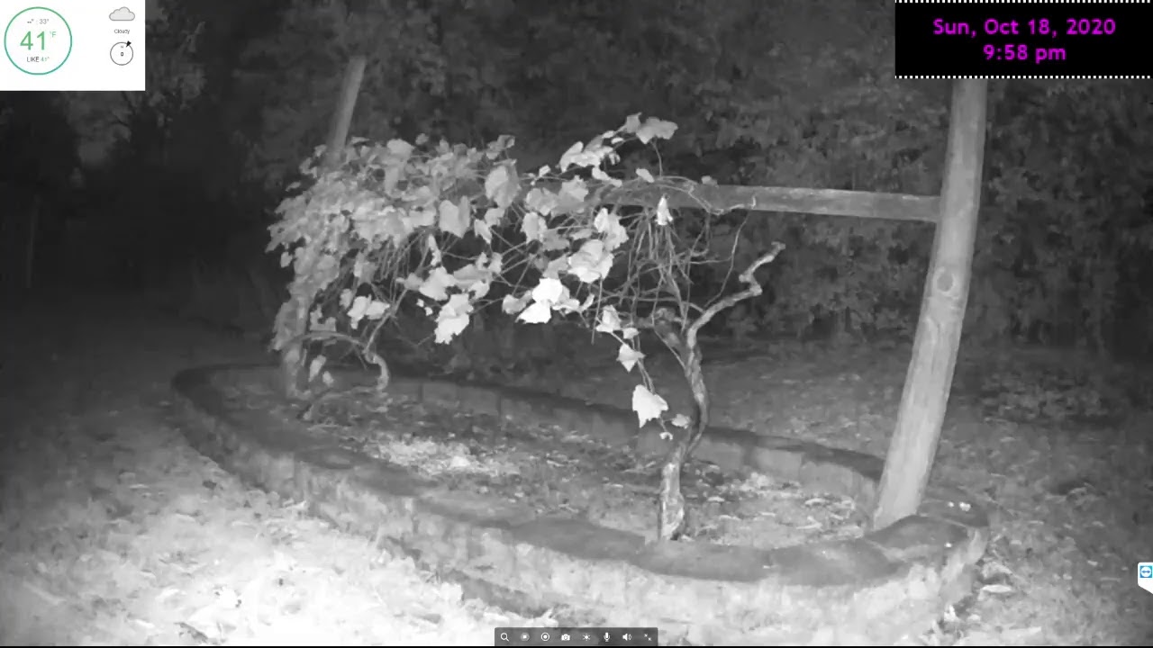 Night Time Critter Cam - YouTube