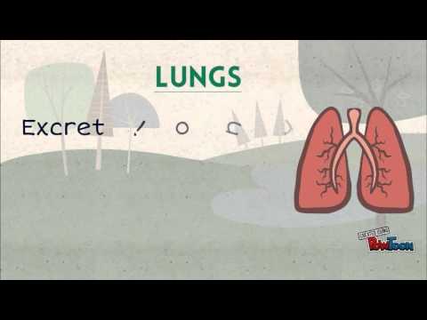 Science year 4 (excretion and defecation) - YouTube