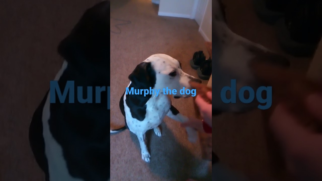 Murphy the dog - YouTube