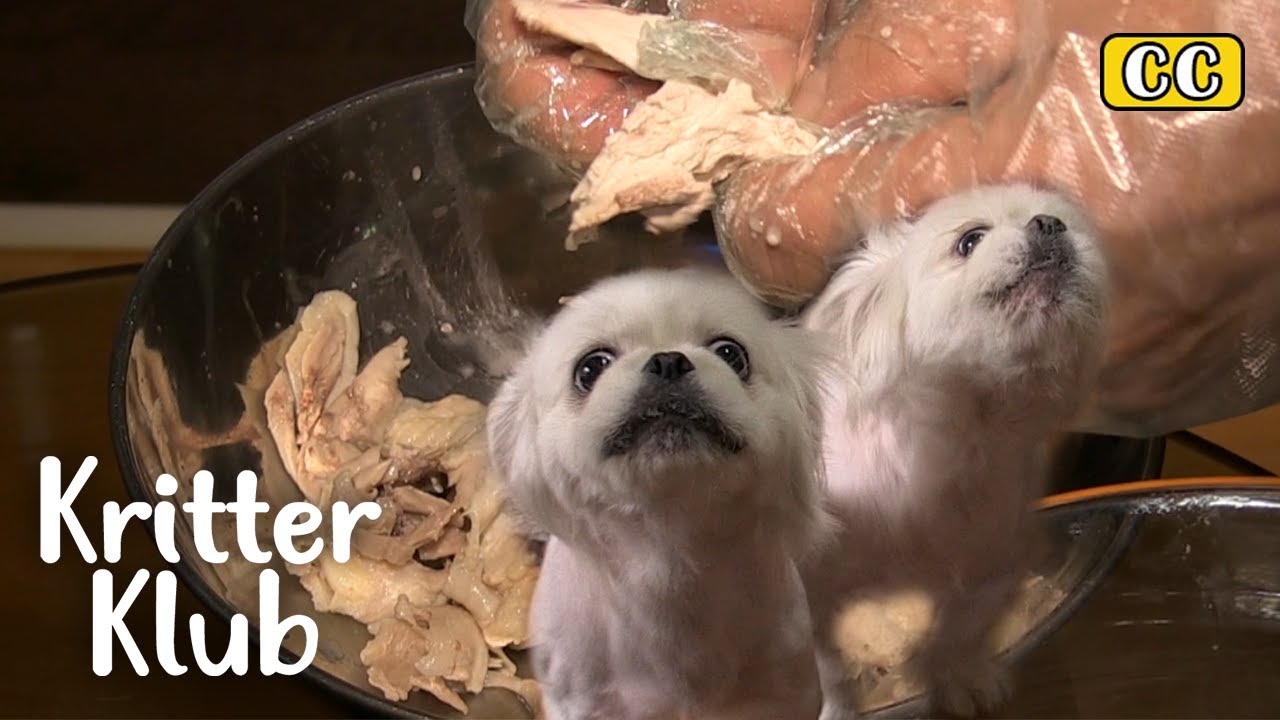 Pekingese Dogs Addicted To Meat Refuses Dog Food | Kritter Klub - YouTube