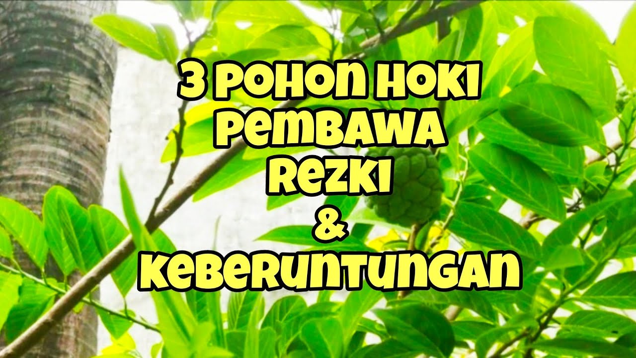 Tanam di Depan Rumah !!!! 3 Pohon Hoki Pembawa Rezki - YouTube
