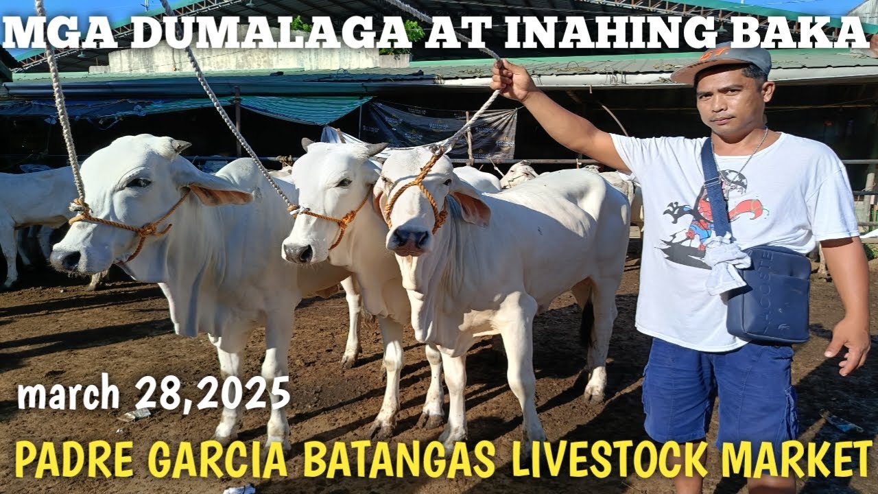 Price Update ng mga Dumalaga at Inahing Baka Padre Garcia Batangas ...