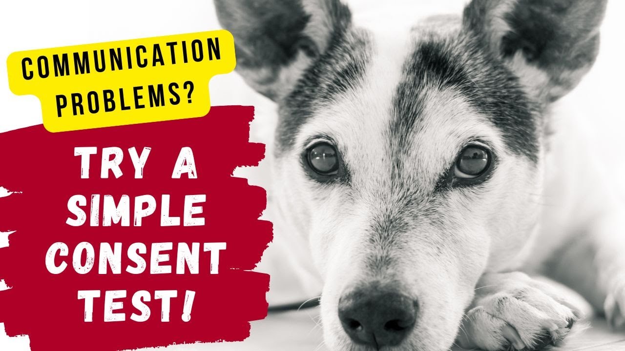 7 Reasons Why a Consent Test Will TRANSFORM Communication with Your Dog ...
