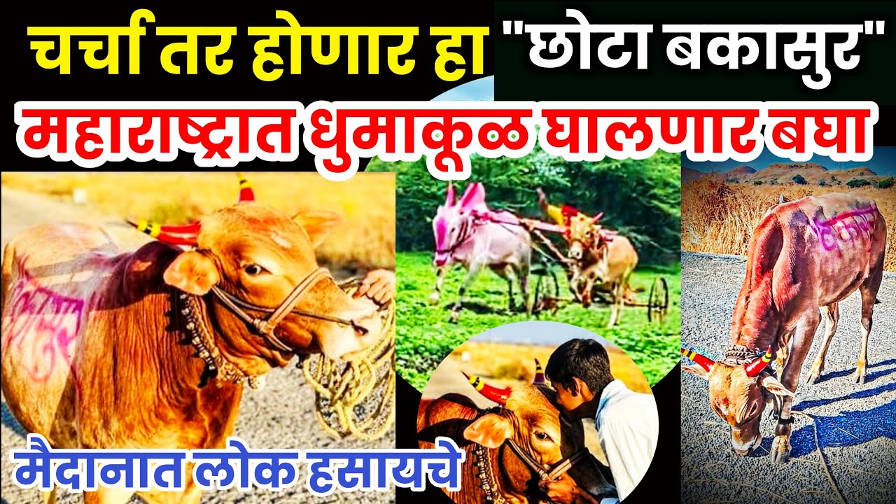 छोटा बकासुर बैलाची मुलाखत | प्रणव जगदाळे | आदत मैदानाचा मानकरी ...