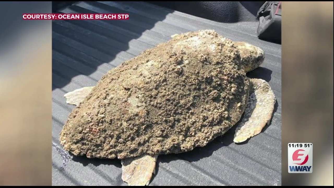 Sick sea turtle rescued by Ocean Isle Beach paddle boarder - YouTube