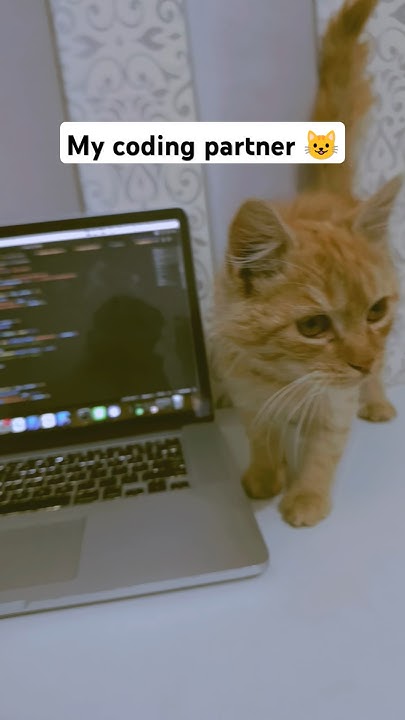 My coding partner #coding #cat #funny #softwareengineer #workfromhome #catcomedy #catvideos ...
