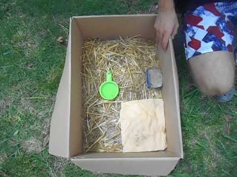 Comment séxer et s'occuper d'un poussin dès la naissance - YouTube