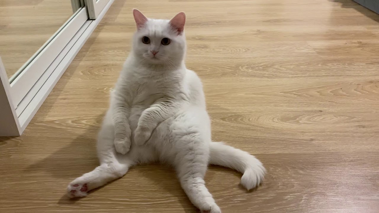 the cat is sitting funny - YouTube