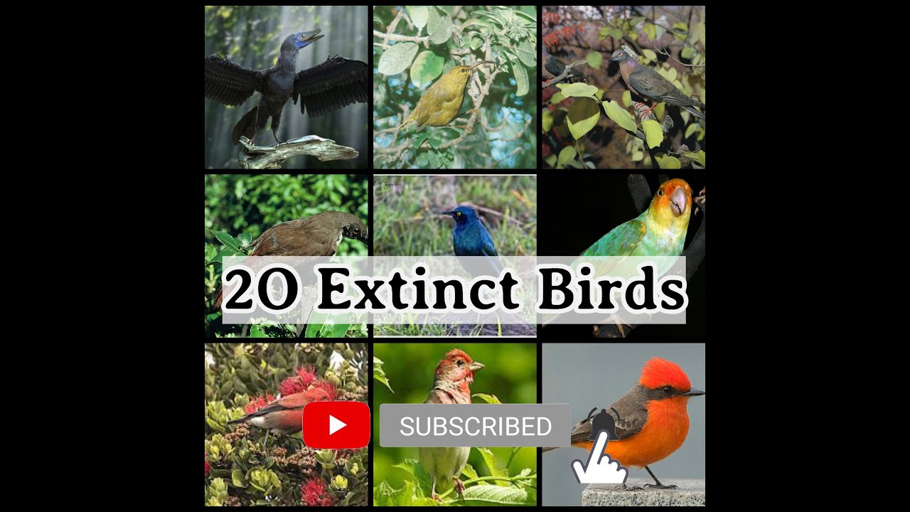 Names of 20 Extinct birds - YouTube