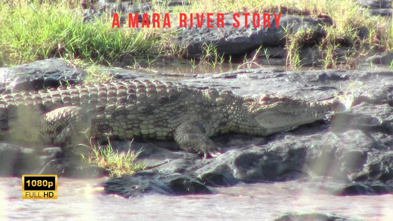 Have You Seen The Mara River Story? - YouTube