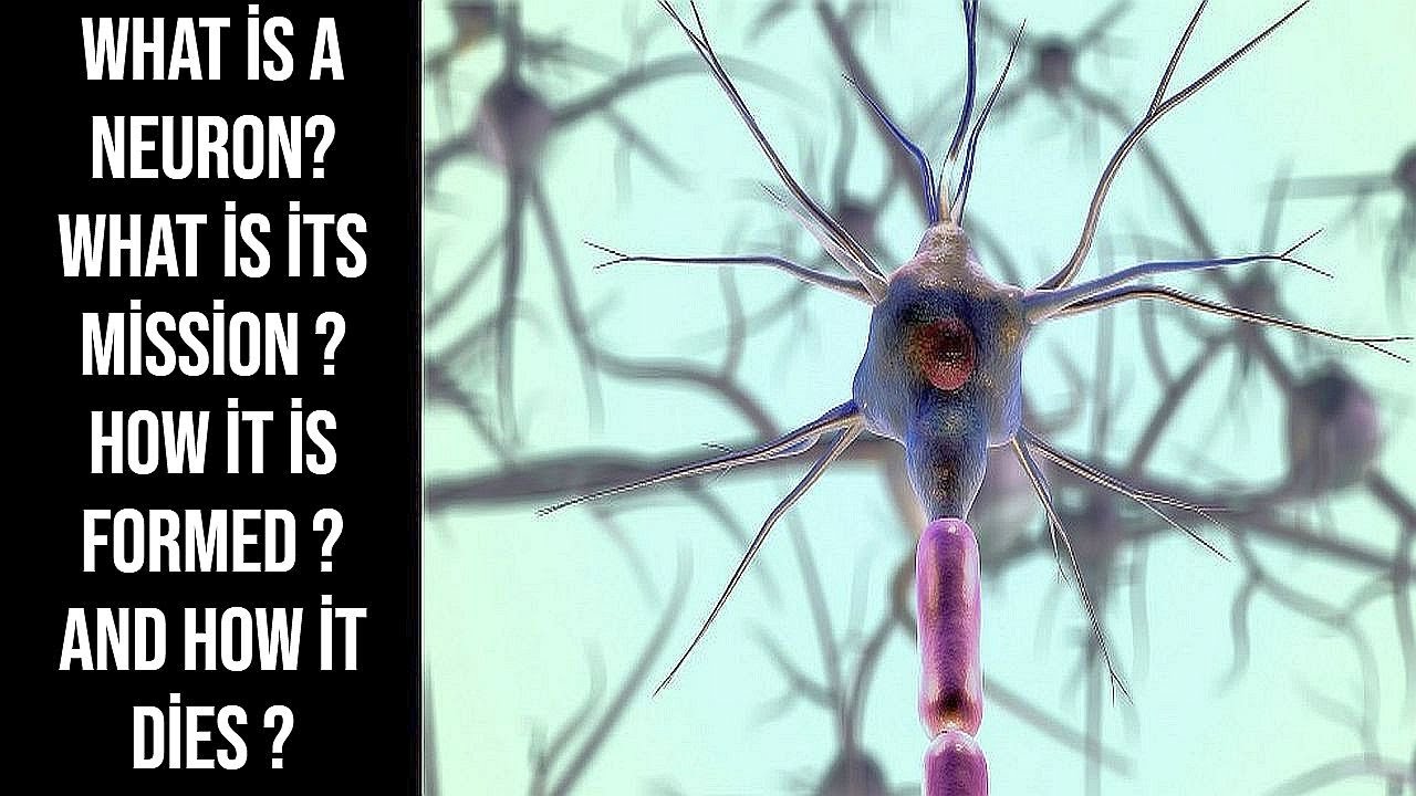 What is a Neuron What is its Mission How it is Formed And How it Dies ...