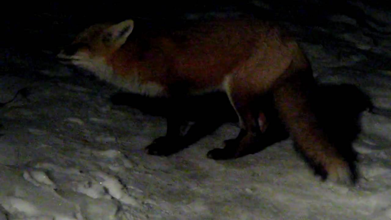 Doritos Eating Fox! - Spicy Nacho Cheese And Salsa - YouTube