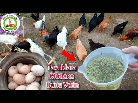 Kışın Soğuk Havada Tavuklara Bu Doğal Çayı Verin Asla Hasta Olmaz Ve Yumurta Verimi%100 Artar