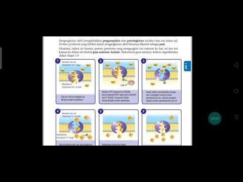 PENGANGKUTAN AKTIF PART 2 PAM ION NATRIUM KALIUM - YouTube