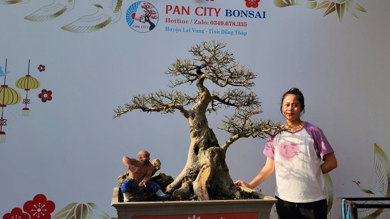 PAN CITY 559 🌺 Hoàng Anh Mộc, Phi lao, tay cành tít tịt quá già cùng ...