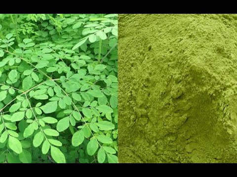 Moringa Powder Processing Machine Line For factory Use - YouTube