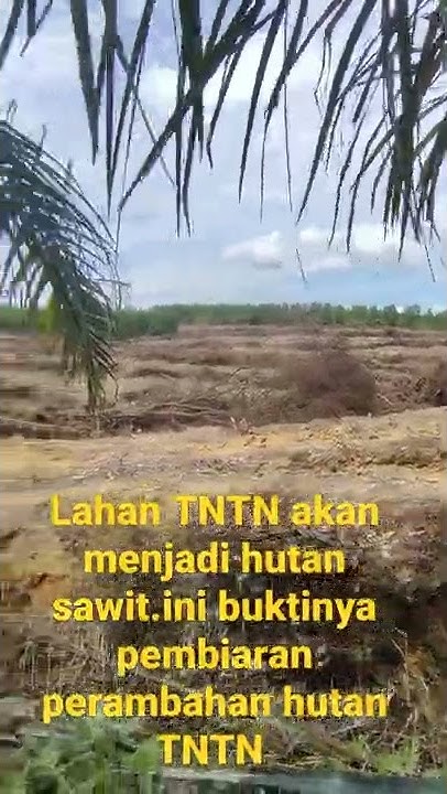 Dimana tanggung jawab negara terhadap hutan TNTN Pelalawan - YouTube
