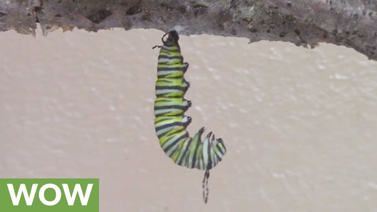 Time lapse captures caterpillar metamorphosis into chrysalis - YouTube