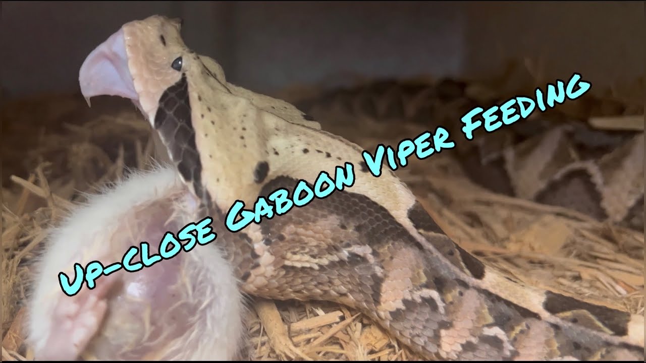 Very Close Up Gaboon Viper Feeding - YouTube