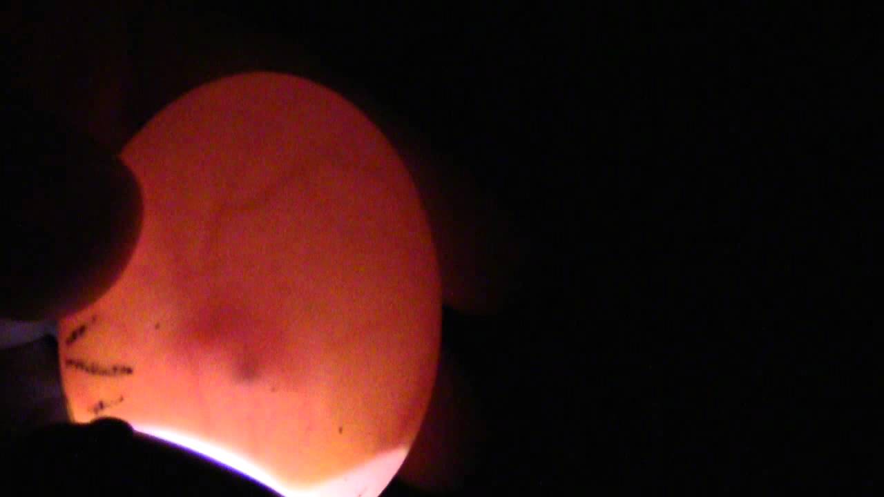 Pekin Duck Egg Candling Day - 7 Embryo Movement! - YouTube