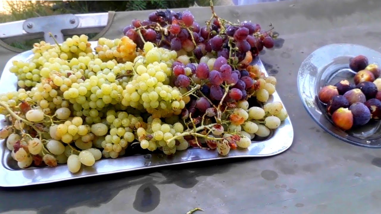 Grapes garden in Bagram Parwan Afghanistan - YouTube
