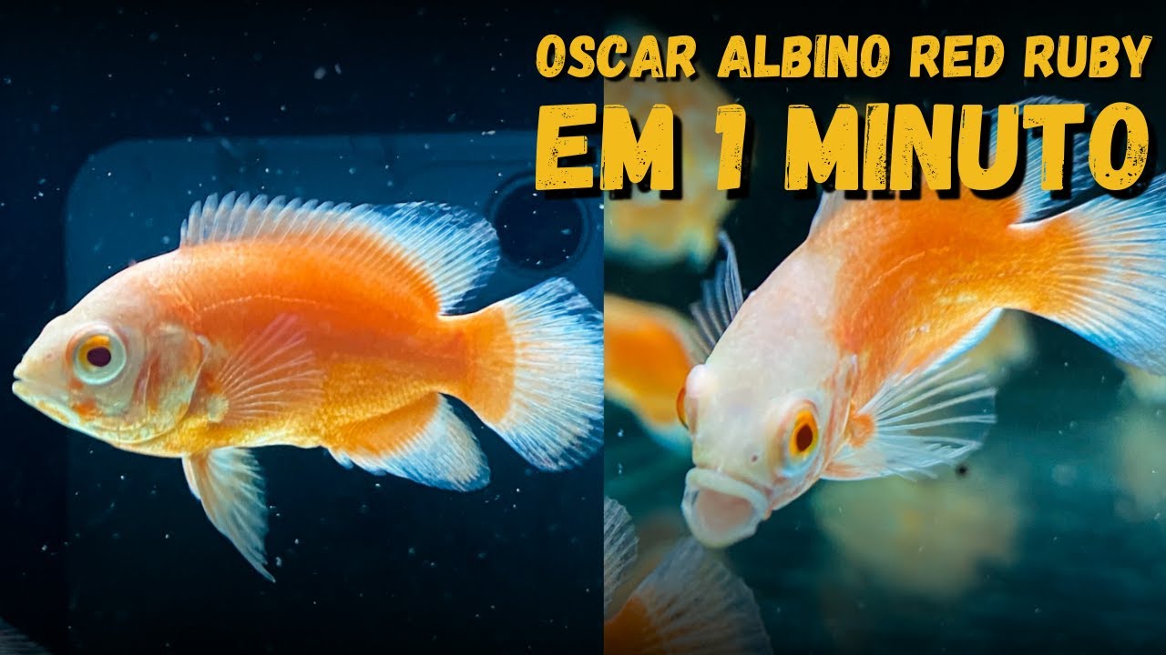CONHEÇA O OSCAR ALBINO RED RUBI (IMPORTADO) EM 1 MINUTO! - YouTube