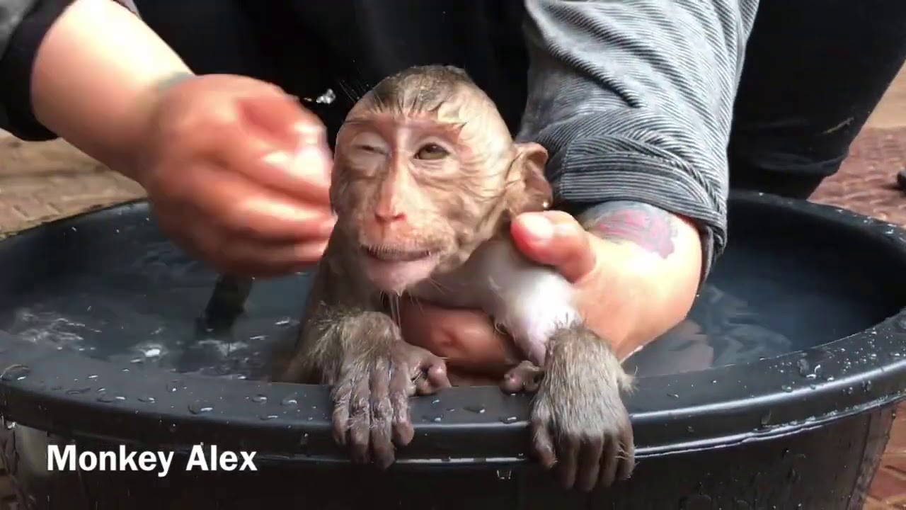 Baby Monkey Alex Take a Bathe - YouTube