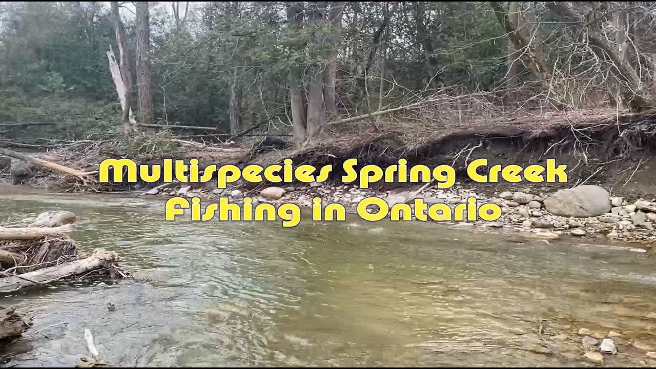 Multispecies Spring Creek Fishing in Ontario. Surprising catch! - YouTube