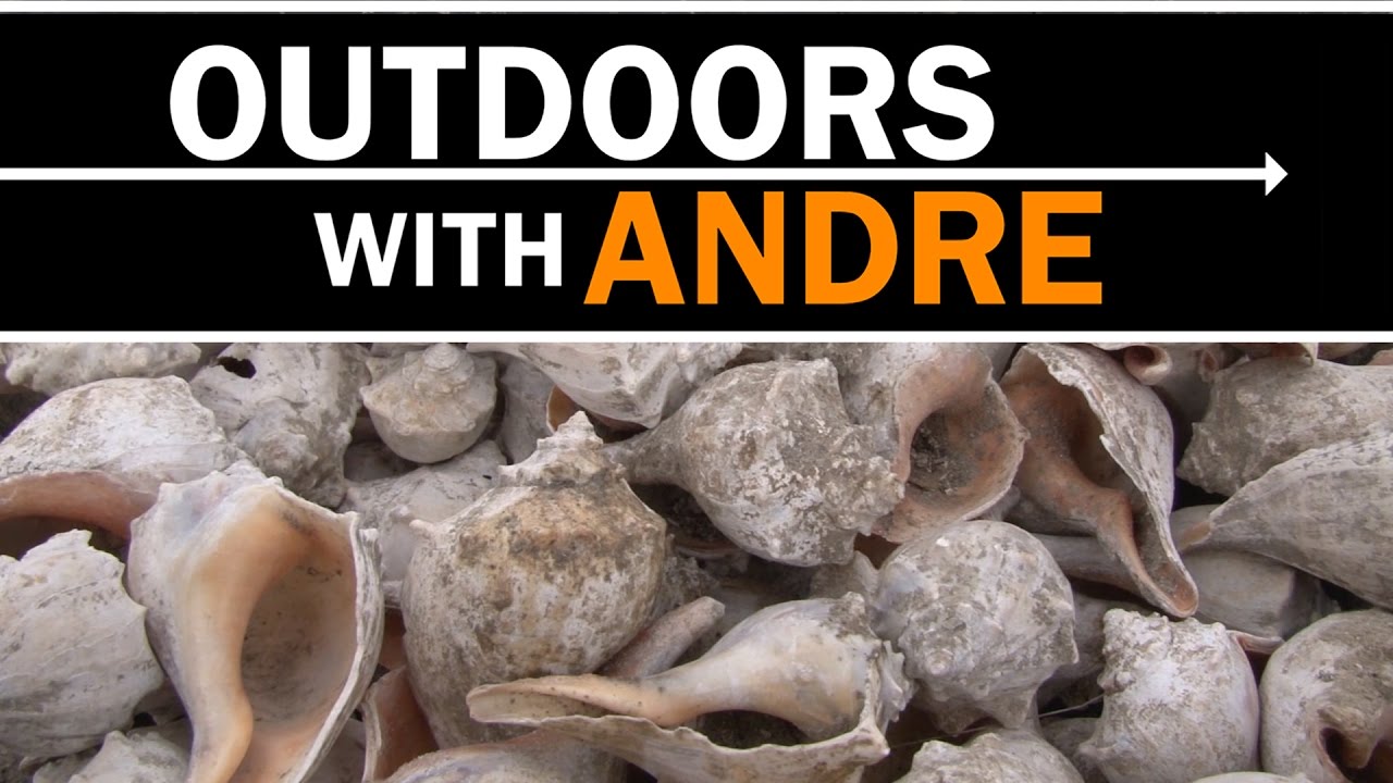 Outdoors with Andre: Shell reef helping to clean Barnegat Bay - YouTube