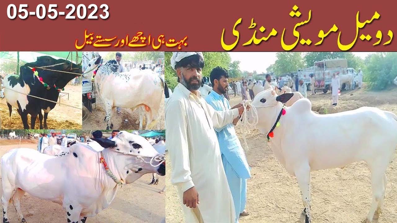 DOMAIL MAWESHI MANDI 05-05-2023 | BAIL MANDI - YouTube