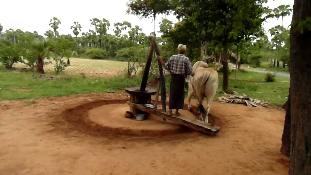 working Ox in Burma - YouTube