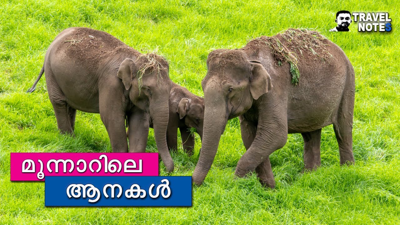 Wild Elephants Munnar / #Wildelephants - YouTube