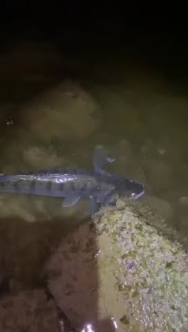 I miss German Zander🧛🇩🇪 - YouTube