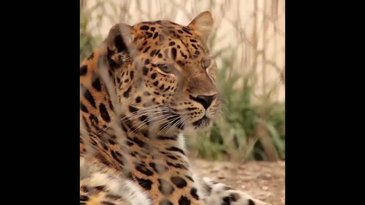 10 Attack...Animal vs Animal - YouTube