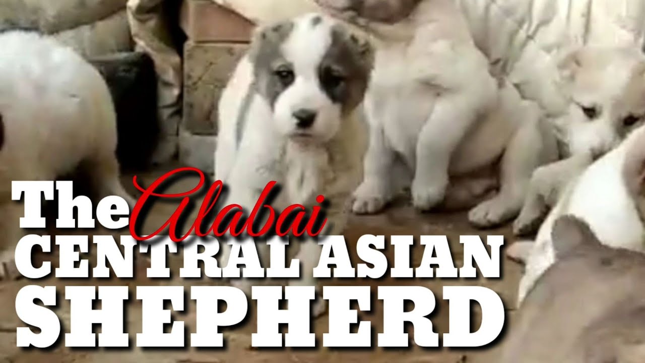 Alabai Pups : CENTRAL ASIAN SHEPHERD Livestock Guardian. Ovcharka ...