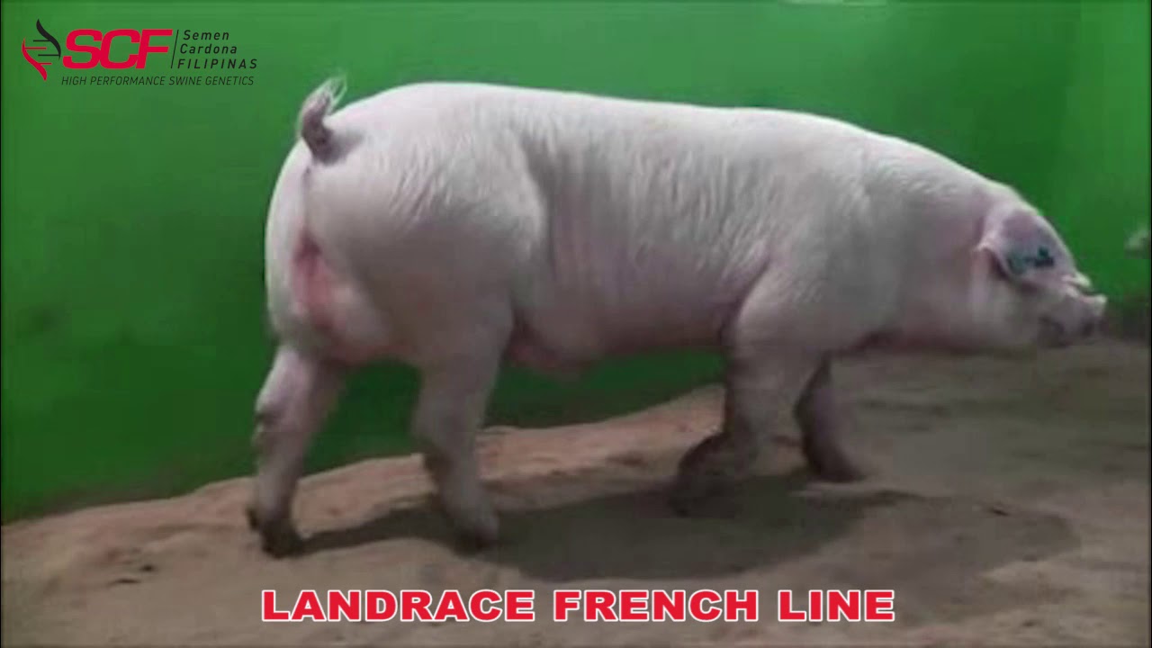 Landrace French Lines - YouTube