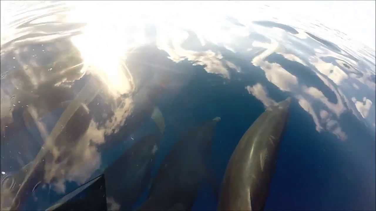 Dolphins swimming filmed with GoPro Hero3+ Silver and underwater ...