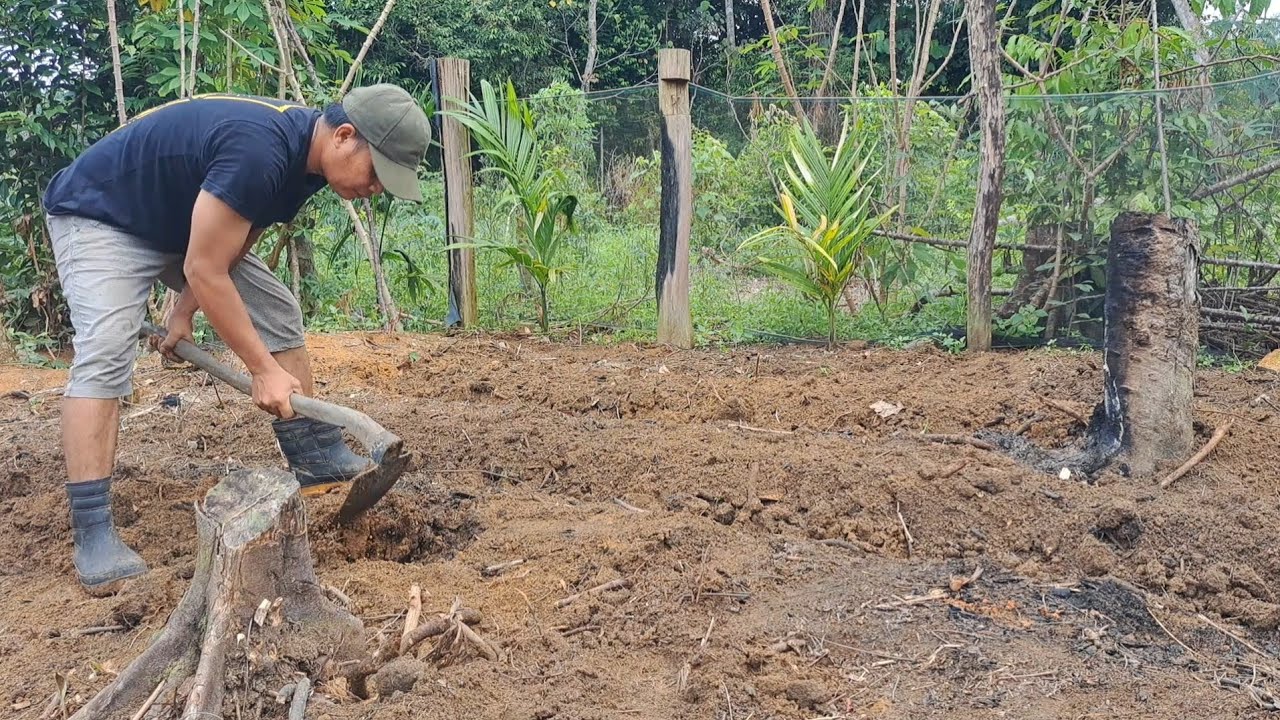 ALHAMDULILAH WIRTA KUNIL KUNIL MULAI MENCANGKUL DAN MENANAM - YouTube