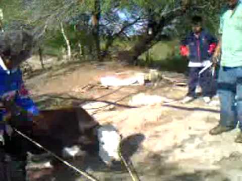 matando vaca.3gp - YouTube