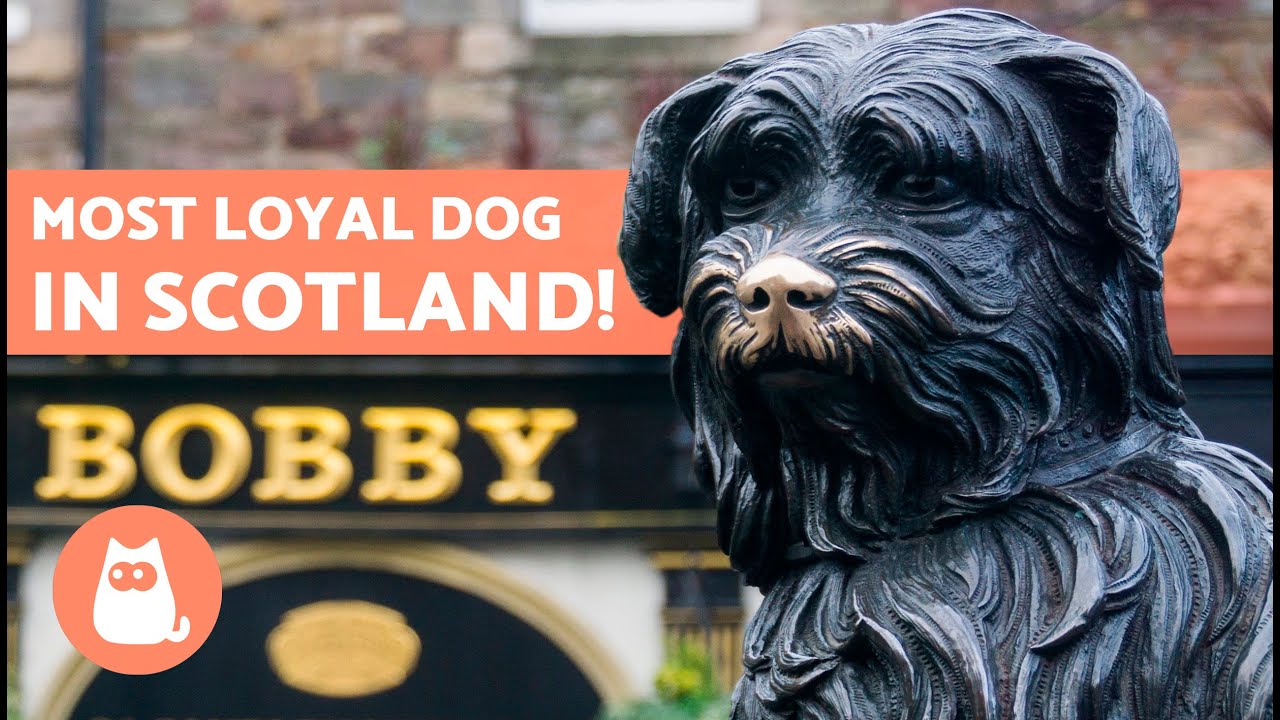 The DOG That Waited 14 YEARS by His OWNER'S GRAVE 🐶 (Greyfriars Bobby ...