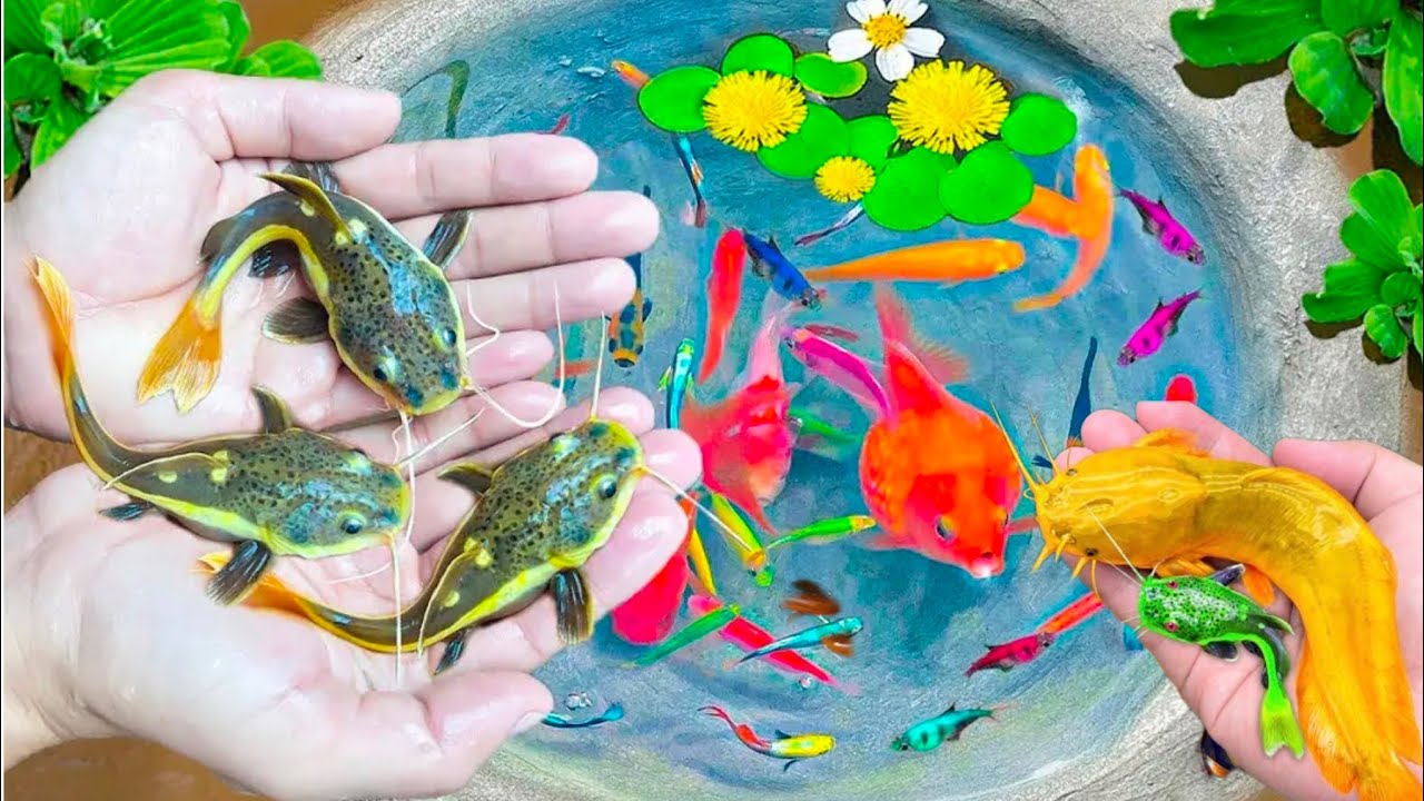 Catch amazing colorful mutant glass cleaner fish frogs in small ponds ...