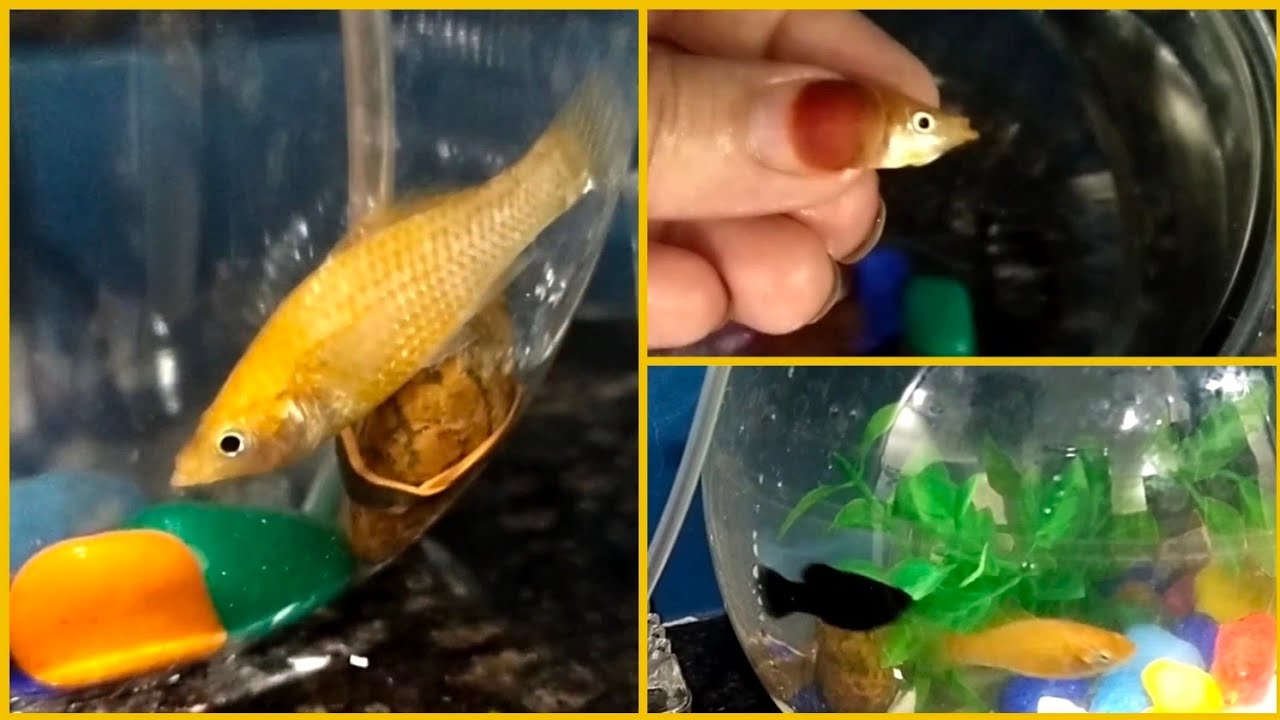 How We Saved Dying Fish At Home - YouTube
