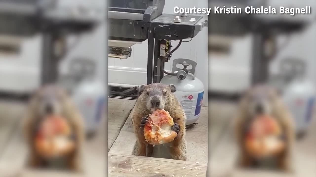 Groundhog eating pizza 4/16/2020 - YouTube