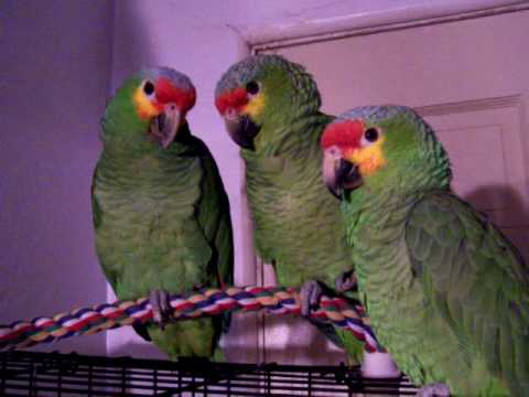 amazon parrot parrots yellow cheek - YouTube