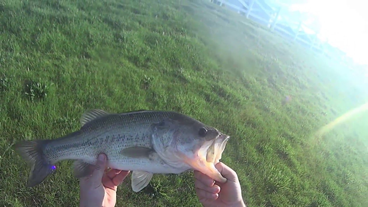 Caught a nice bass on a blue gill colored rattle trap !!! - YouTube