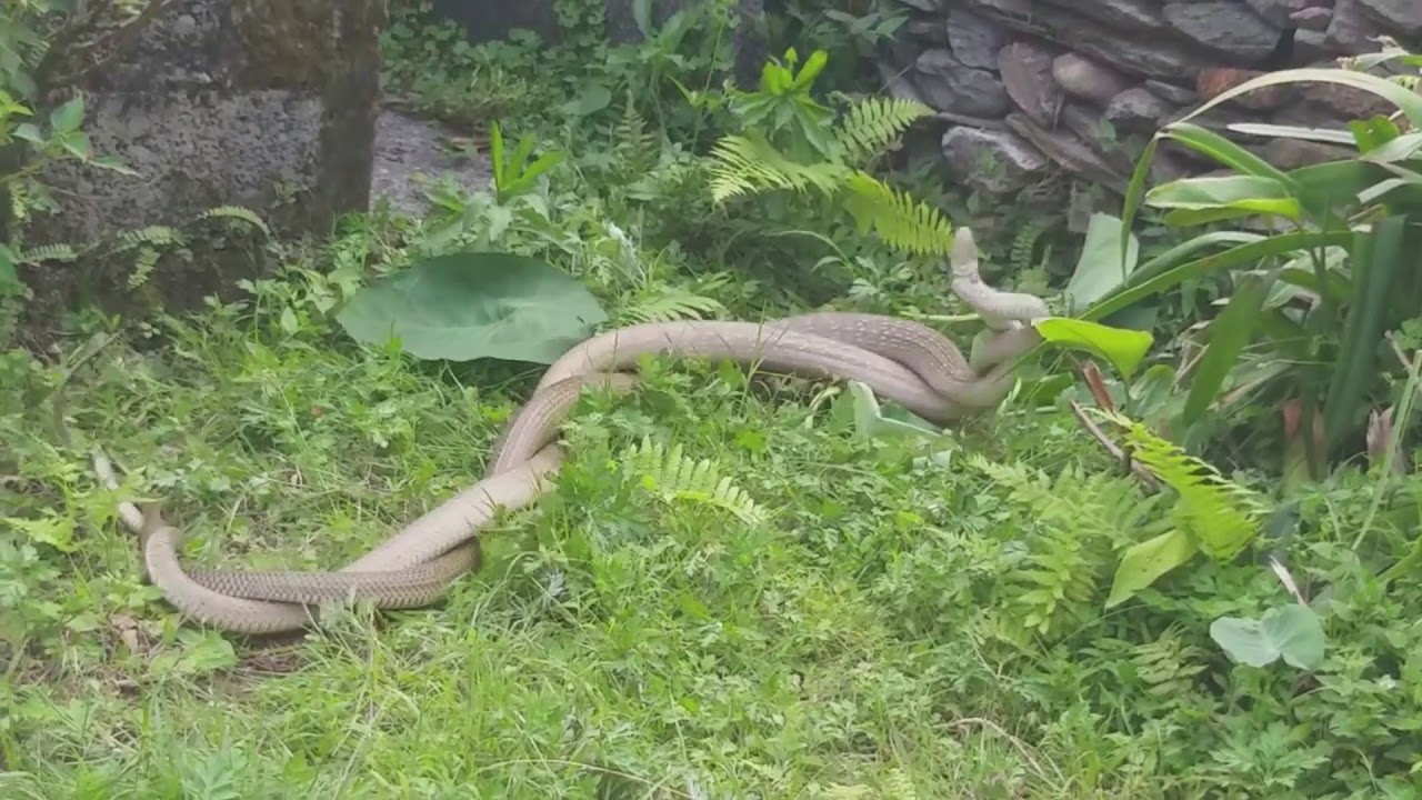 Lockdown "Seti Naag Couple Dance" |Bagale Tole| Pokhara | Nepal - YouTube